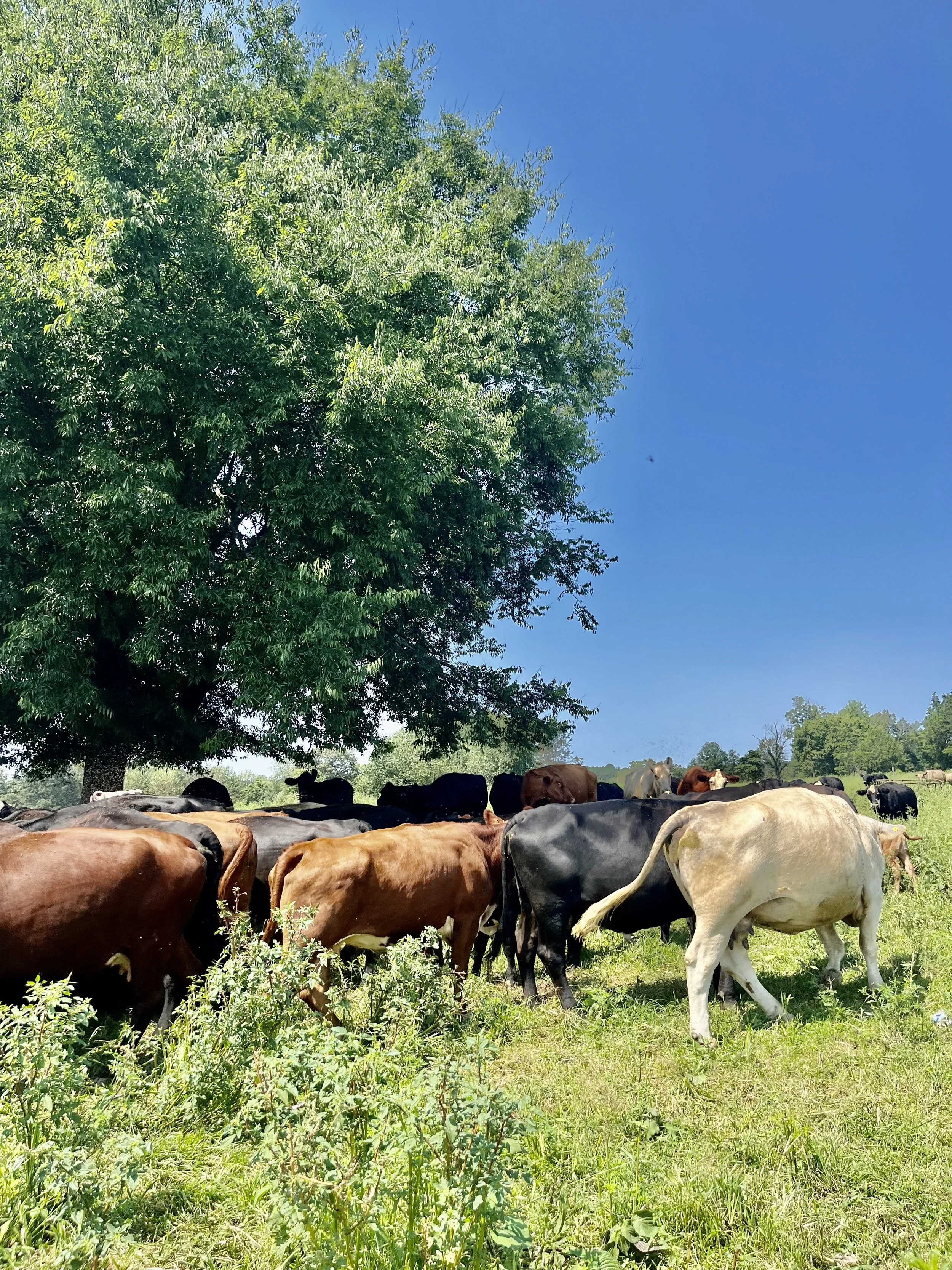About | Adolphus, KY — Smith Family Farm