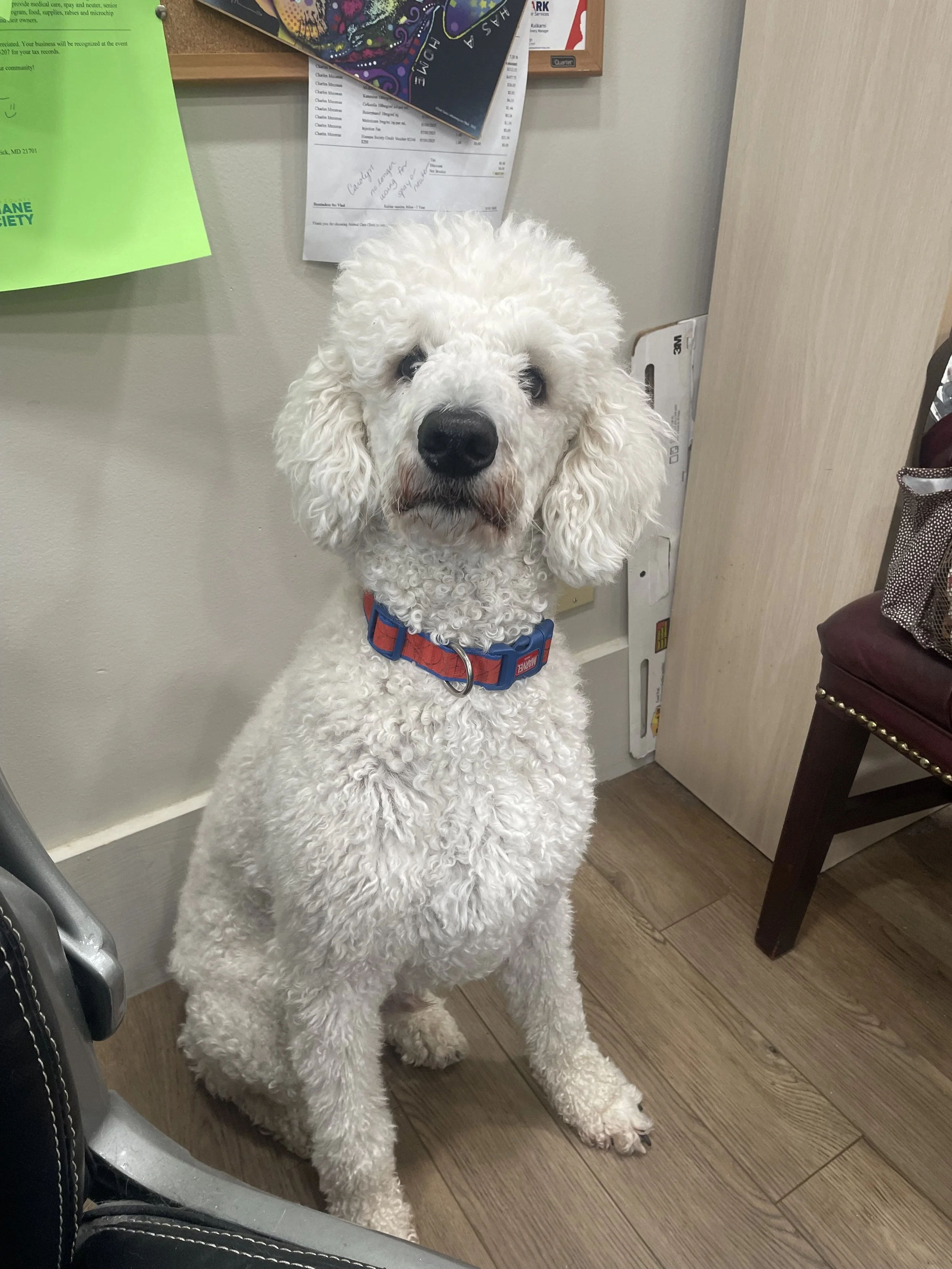 Frederick County Humane Society Maryland
