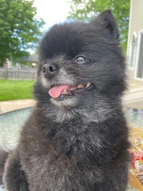 Frederick County Humane Society Maryland
