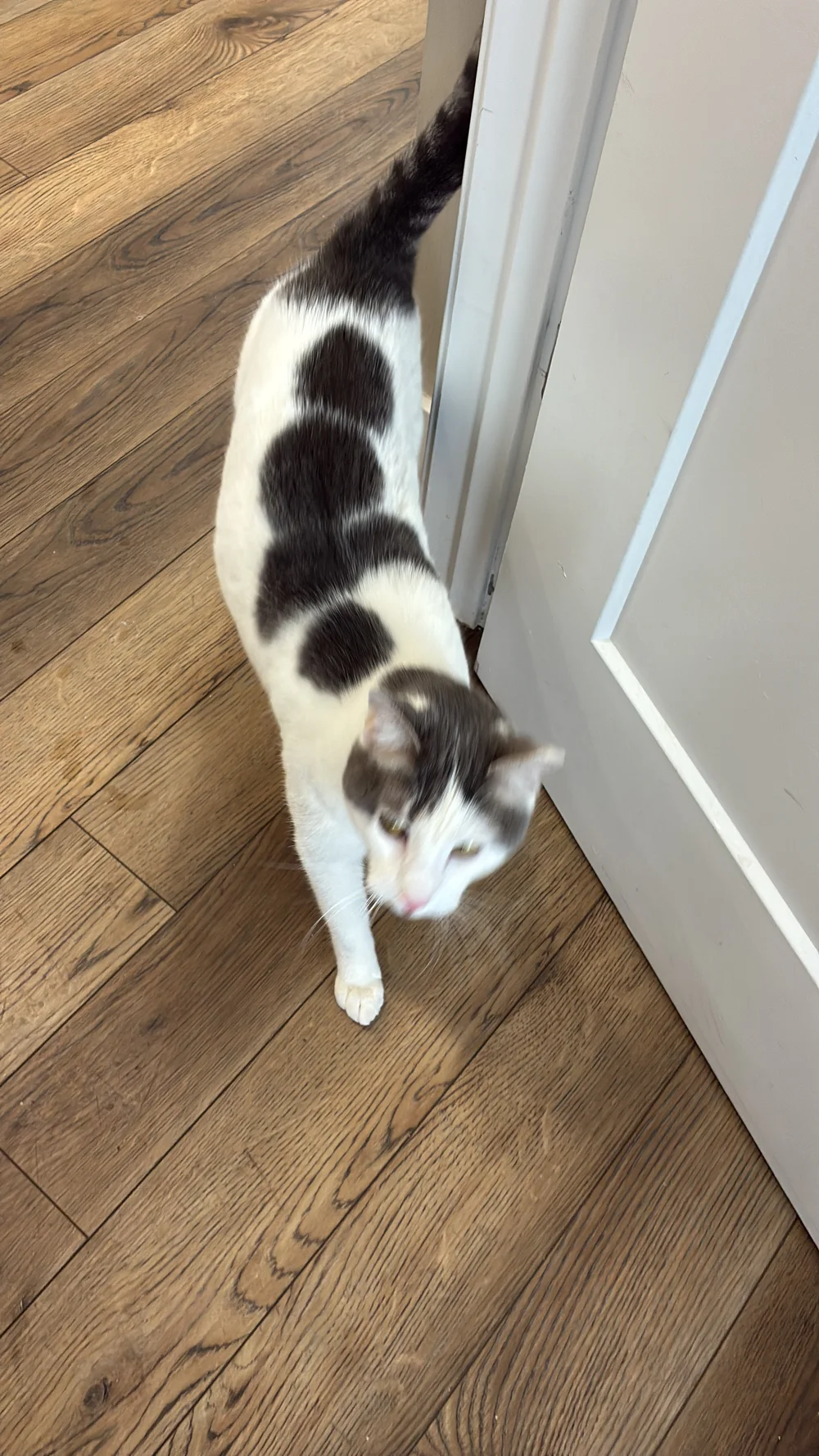 Frederick County Humane Society Maryland