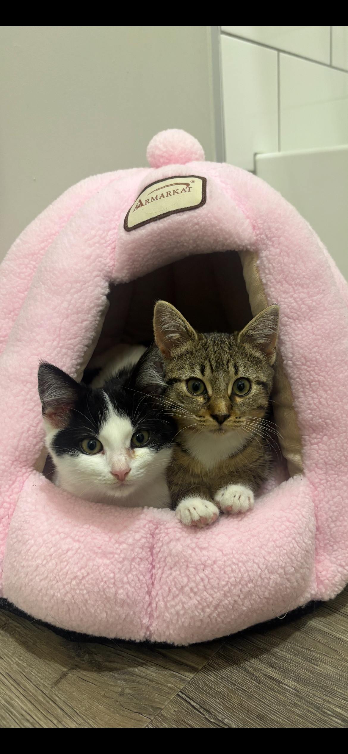Frederick County Humane Society Maryland