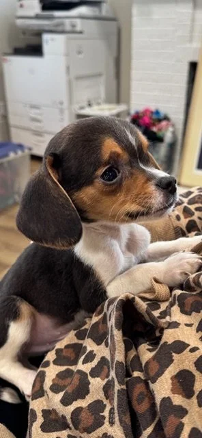 Frederick County Humane Society Maryland