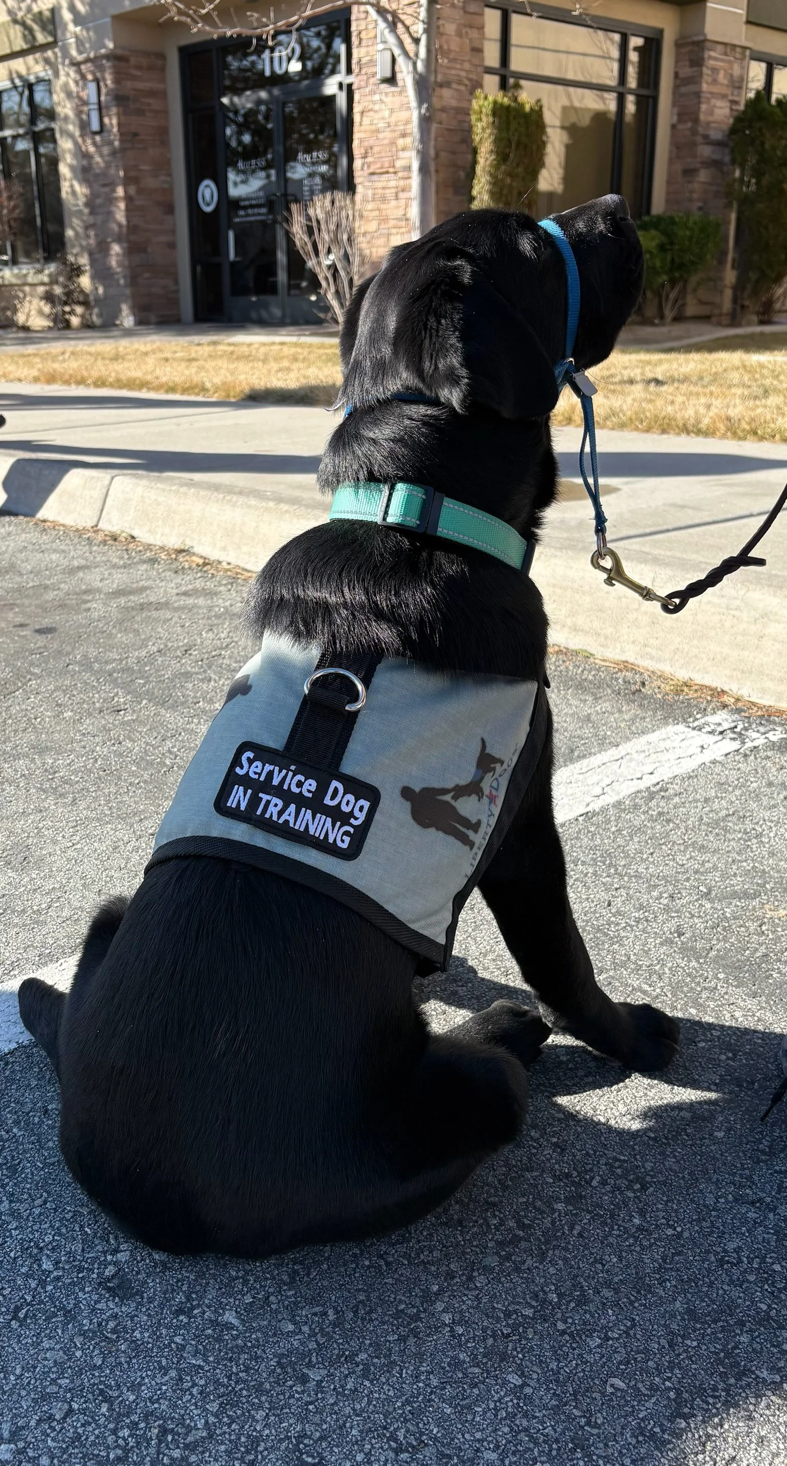 Volunteer — Liberty Dogs