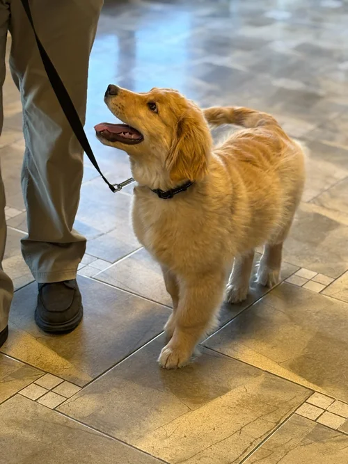Volunteer — Liberty Dogs