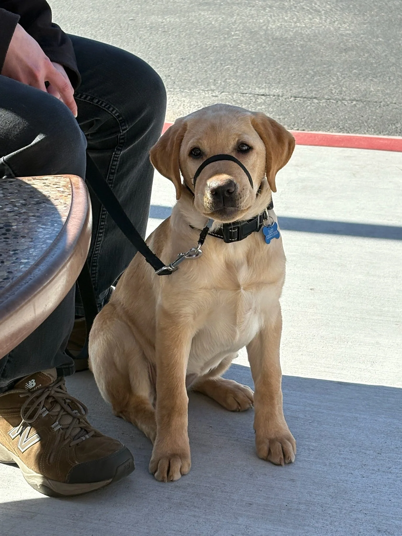 Volunteer – Puppy Raising — Liberty Dogs