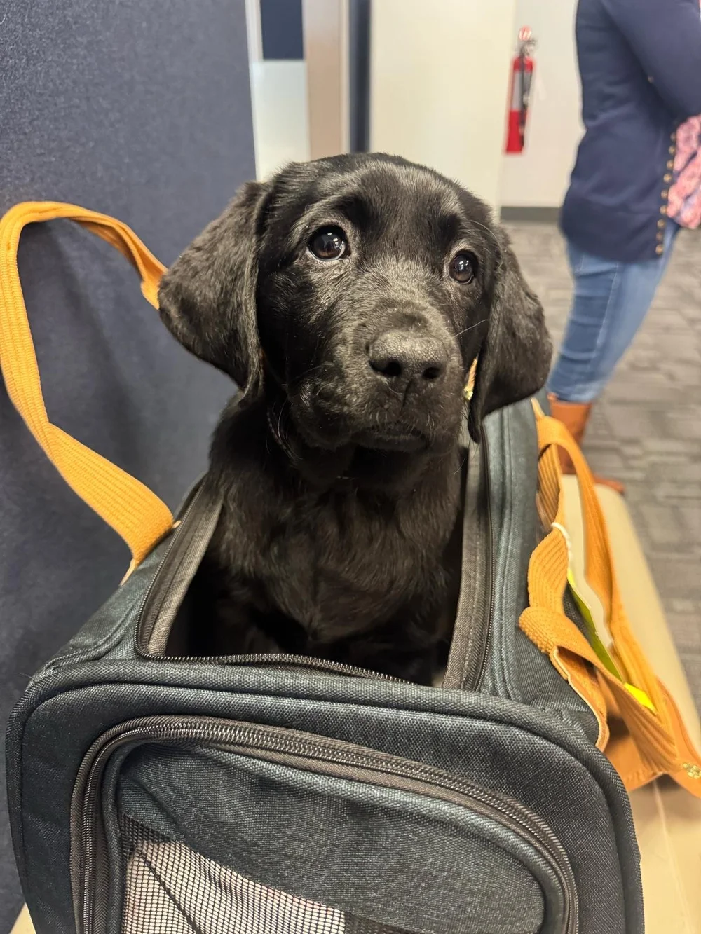 Volunteer – Puppy Raising — Liberty Dogs