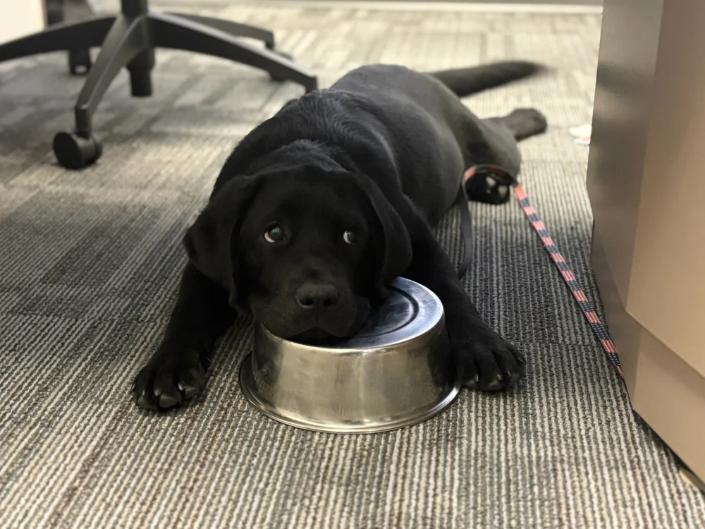 Volunteer – Puppy Raising — Liberty Dogs