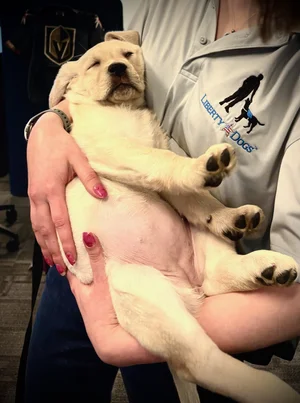 Volunteer – Puppy Raising — Liberty Dogs