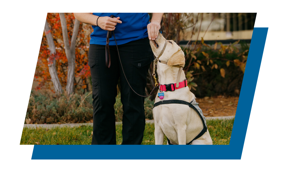 Careers — Liberty Dogs