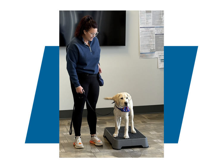 Volunteer — Liberty Dogs