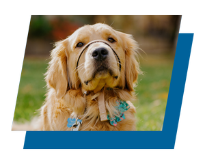 Contact Us — Liberty Dogs
