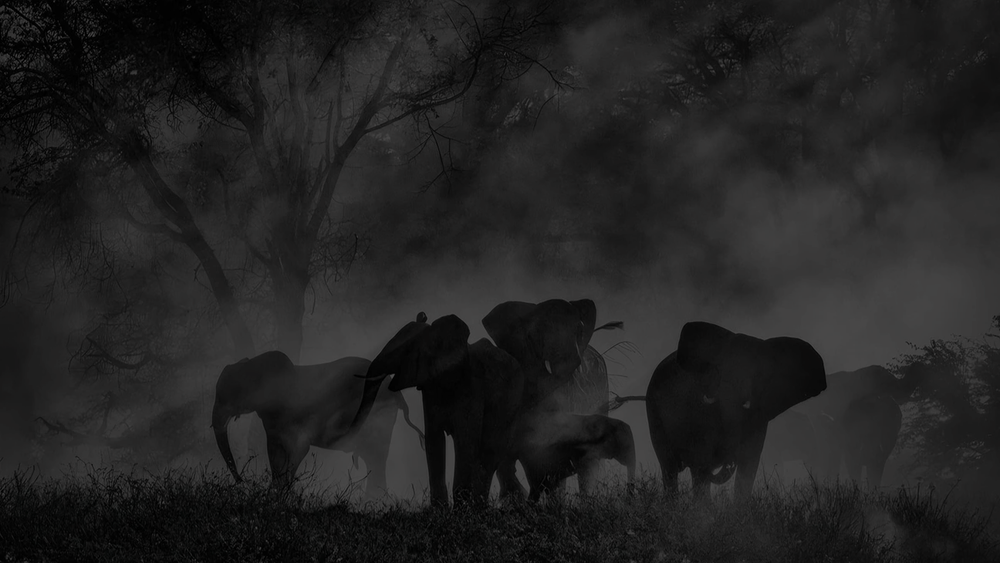 Ghost Elephants | An Epic Search for a Mythical Giant
