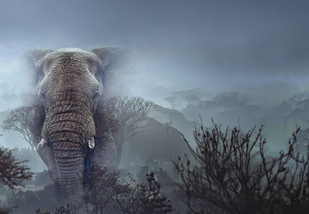 Ghost Elephants | An Epic Search for a Mythical Giant