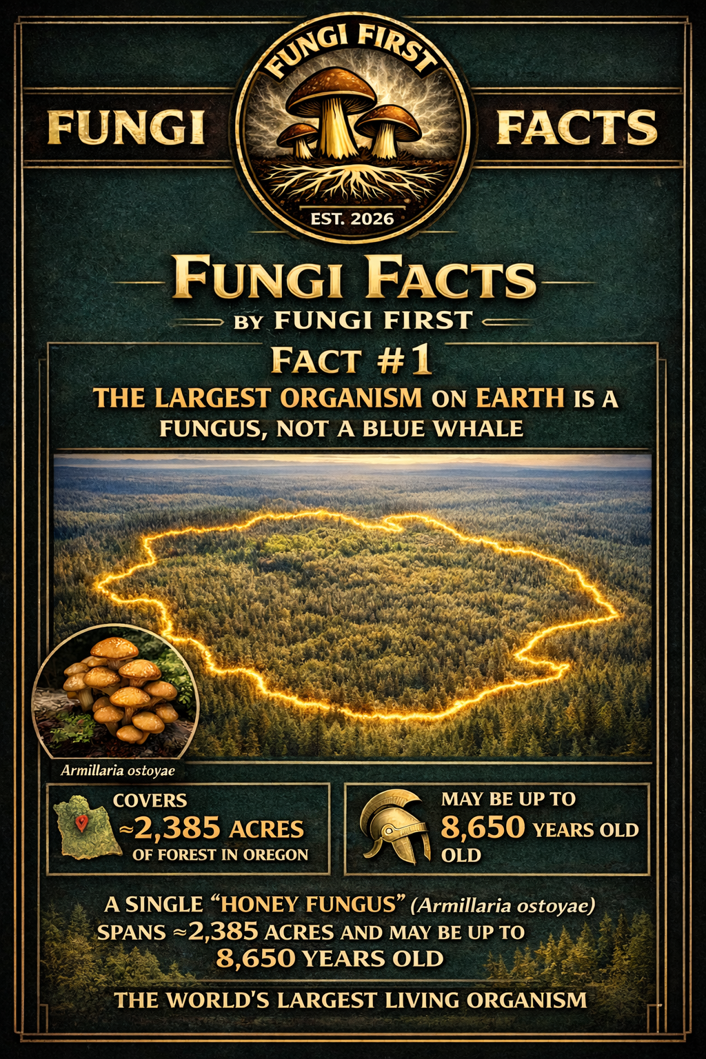 Humongous Fungus in Oregon: The Largest Living Organism on Earth ...