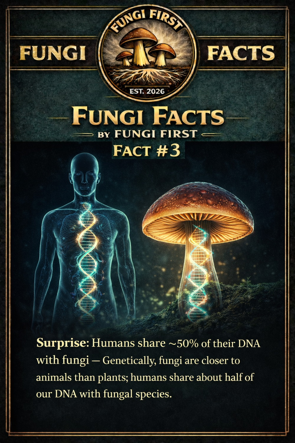 Humans and Fungi: Why Mushrooms Are Closer to Us Than Plants (DNA ...