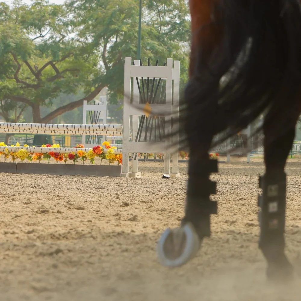 THE PADDOCK RIDING CLUB | Discover Equestrian Excellence – Join Us Today