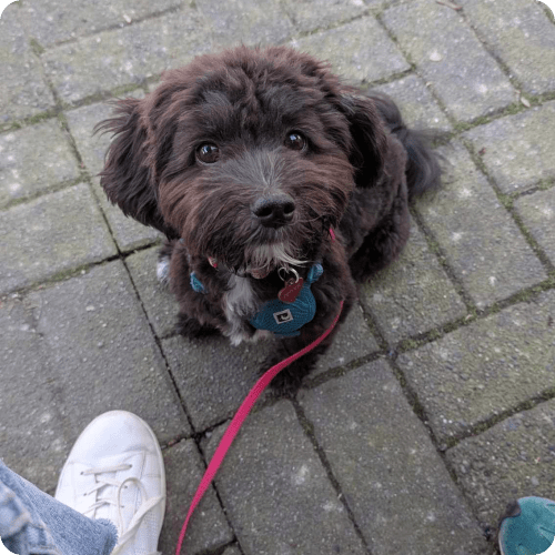 Petite Paws Playcare