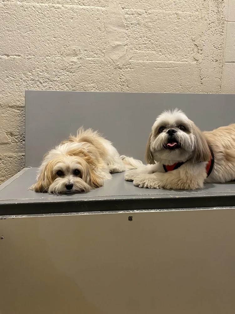 Petite Paws Playcare
