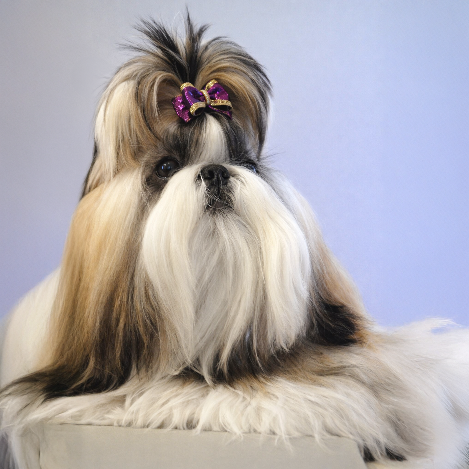 Vaiden Shih Tzu