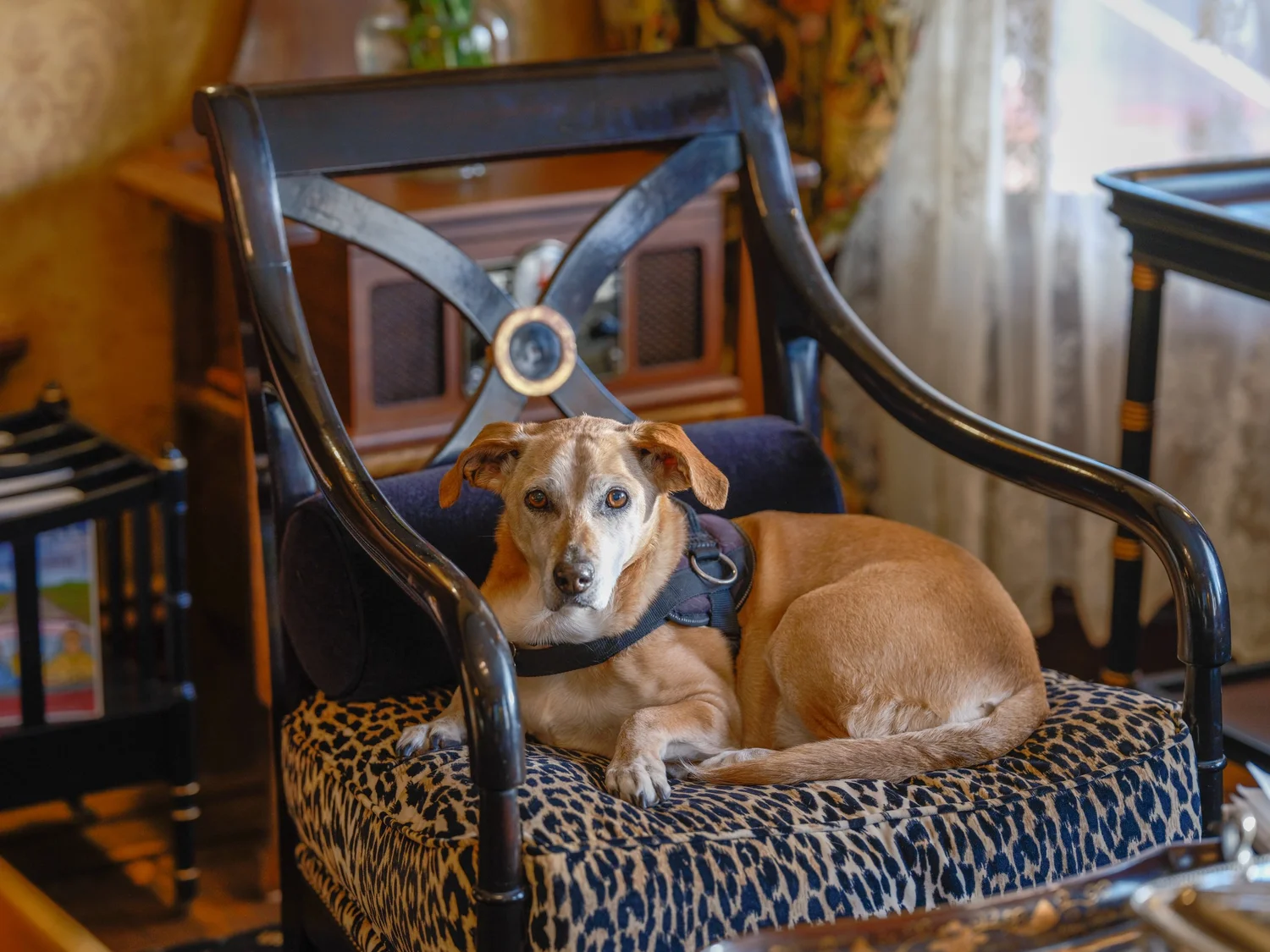 Pet-Friendly Boutique Hotel in Downtown Napa | The Charles Napa Valley ...