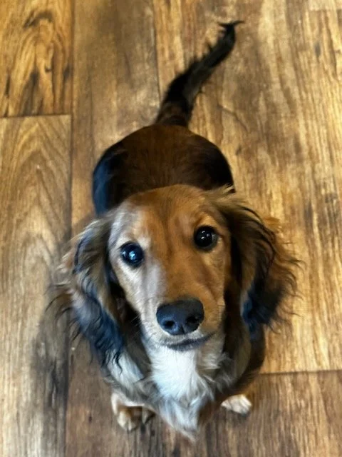 Carolina Dachshunds, Inc.