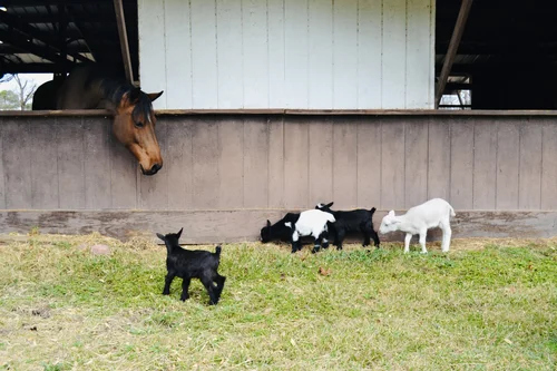 Cantona Homestead