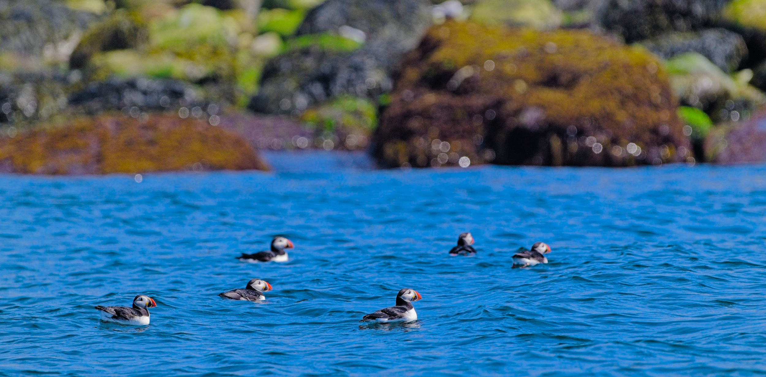 Best Puffin Tours Maine (Seal Island) | Small Groups from Stonington ...