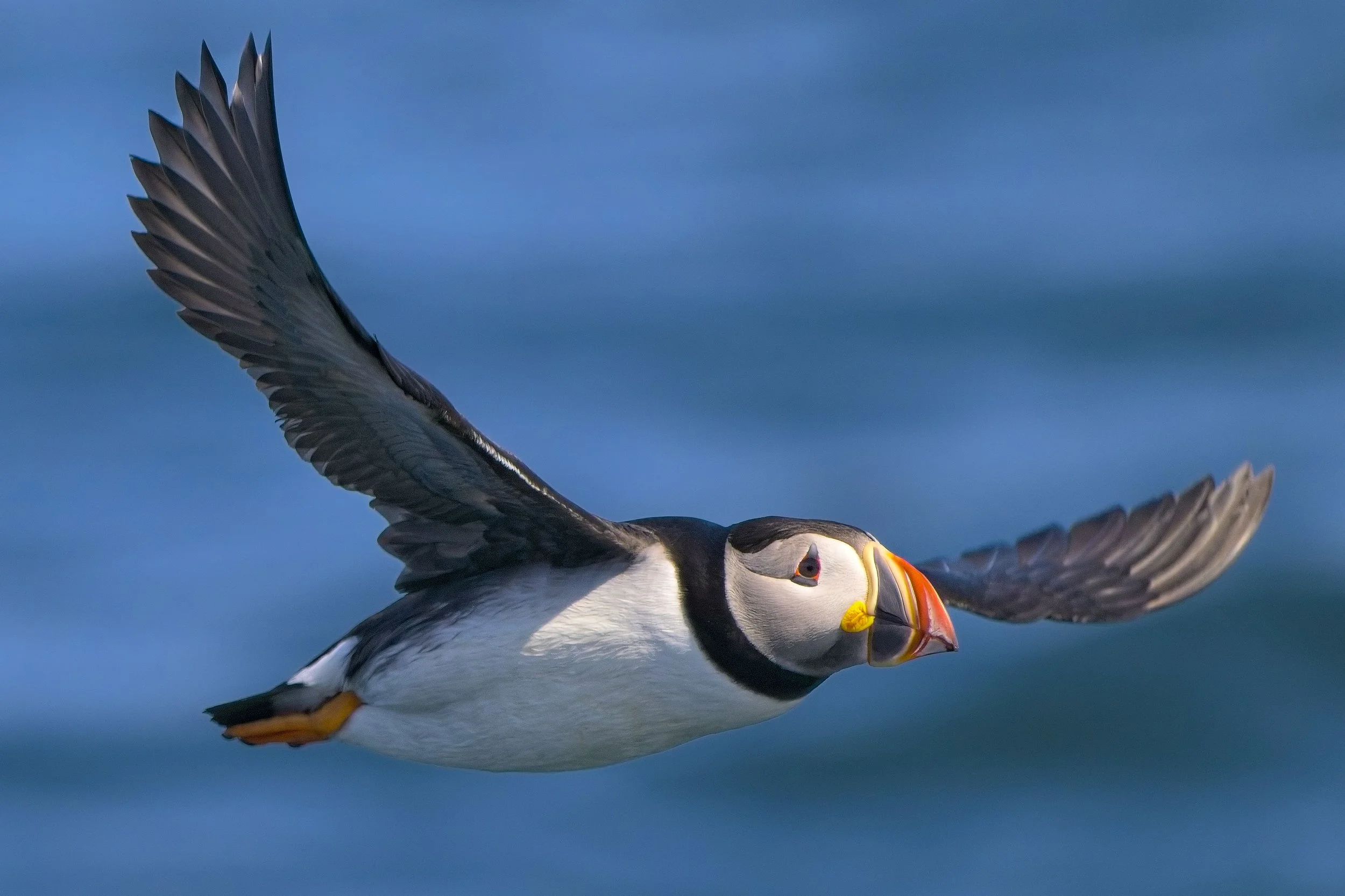 Best Puffin Tours Maine (Seal Island) | Small Groups from Stonington ...