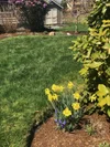When to Apply Pre-Emergent in Northeast Lawns | Timing Guide — Parsley ...