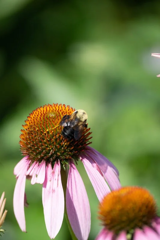 Green Thumb — Virginia Beach Master Gardeners