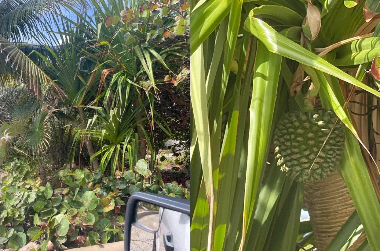 St. Croix Plant ID: What is the Screw Pine (Pandanus) Tree? — The St ...