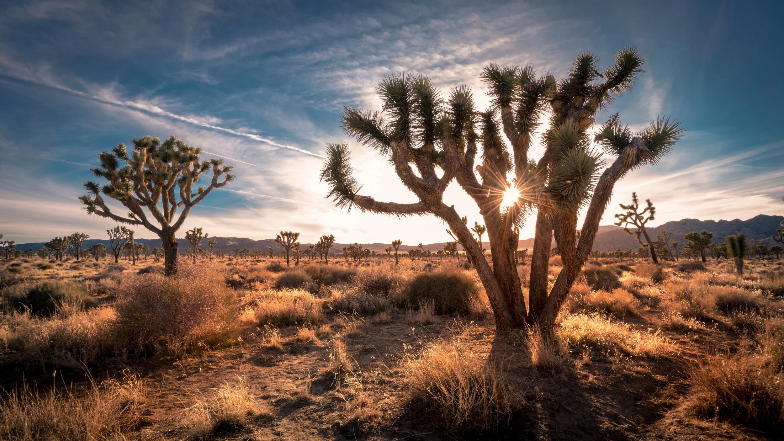 Joshua Tree Service Group