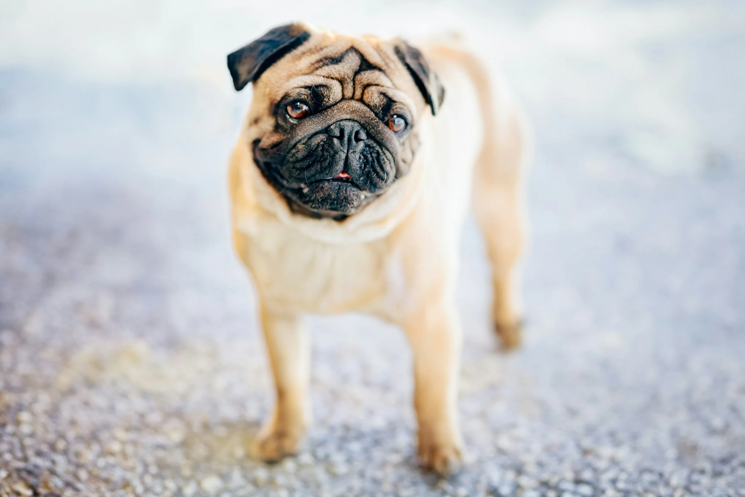 Pugs and Hugs Rescue