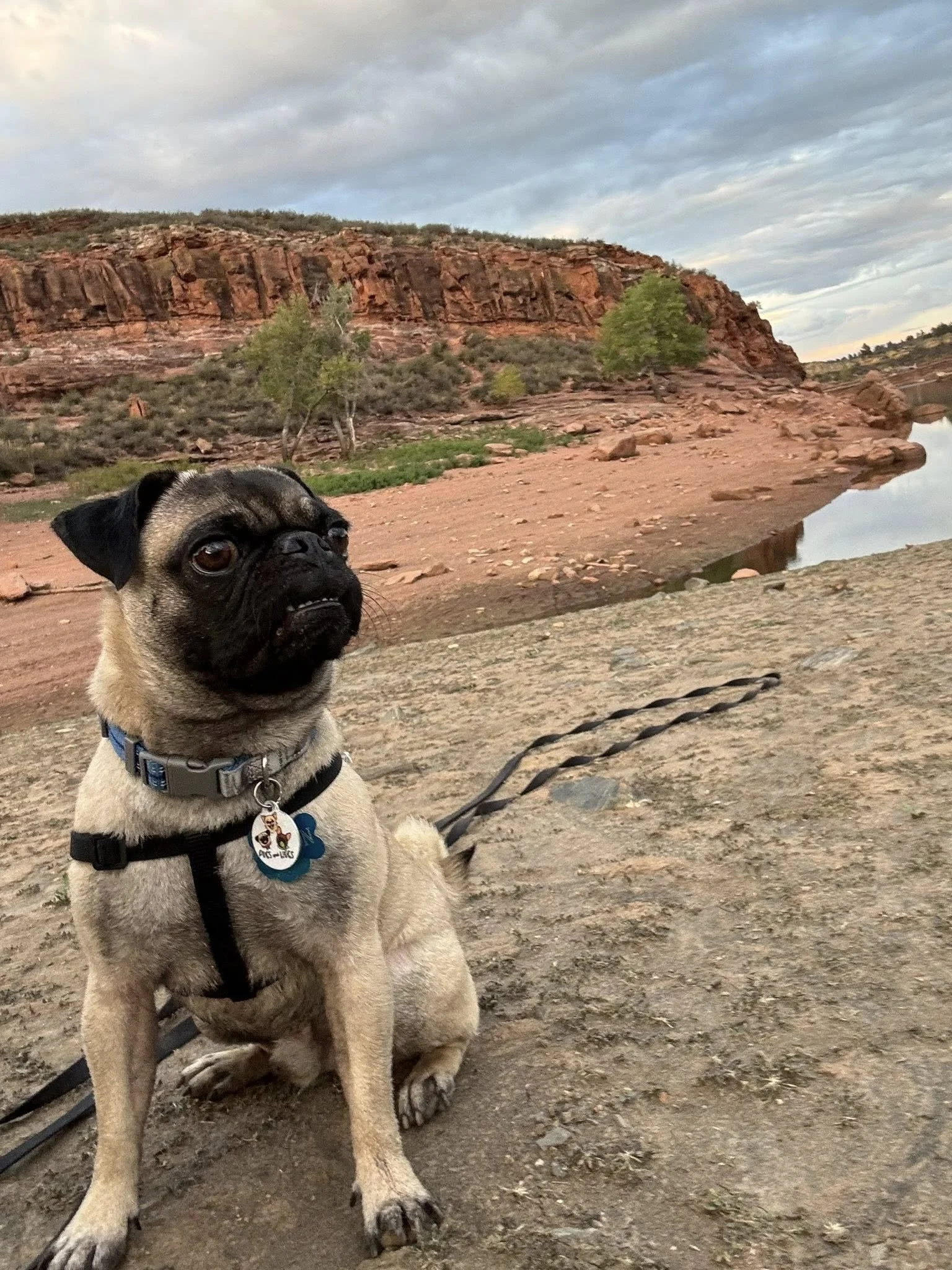 Pugs and Hugs Rescue