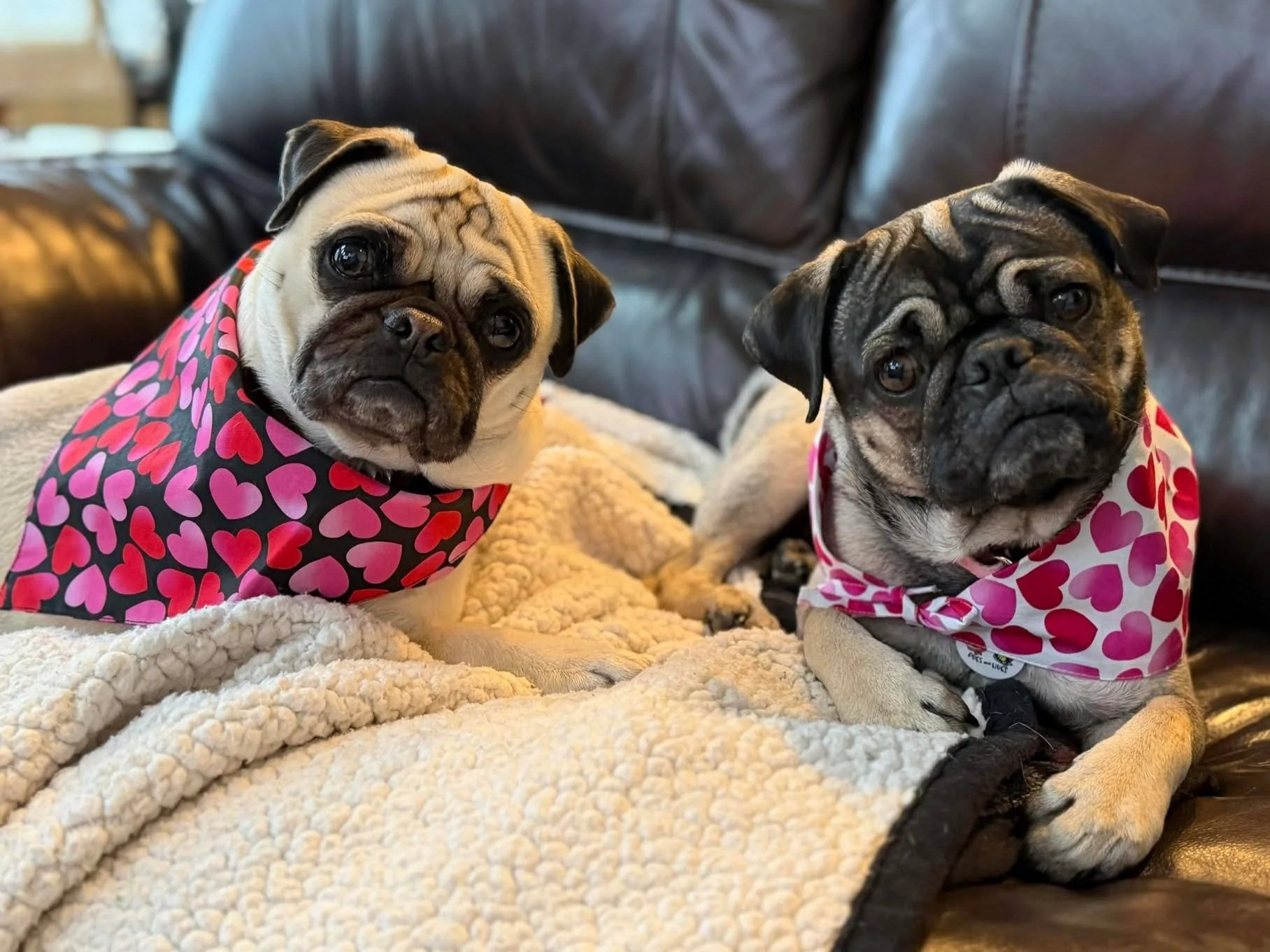 Pugs and Hugs Rescue