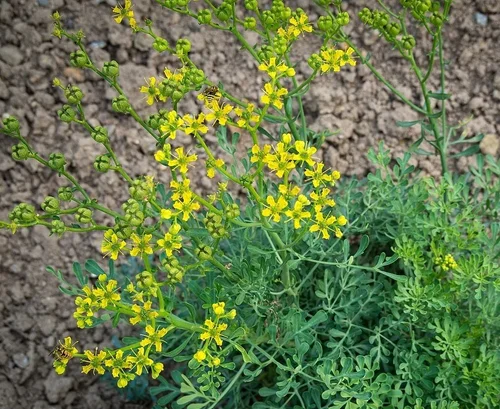 14 Flowers That Symbolize Regret (Because Sometimes "Sorry" Needs ...