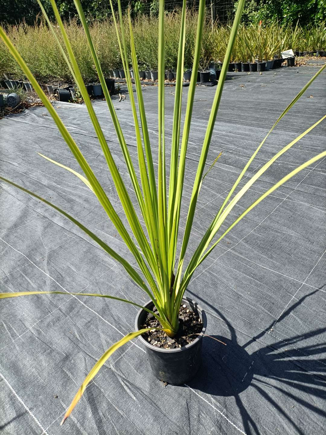 Cordyline australis – Native cabbage tree for restoration NZ | Te ...