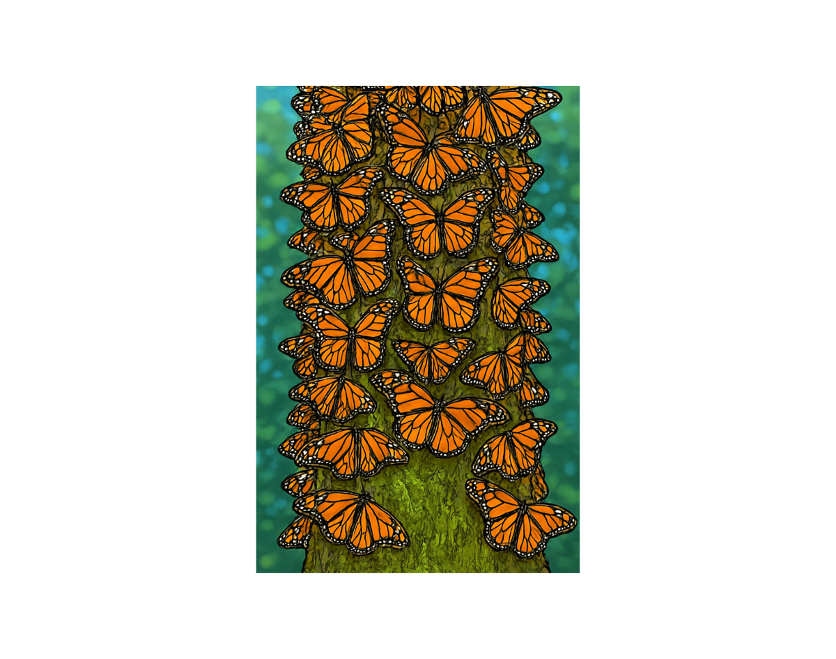 (Best for Grades 2 - 3) Amazing Travelers: Monarch Butterflies with 2 ...