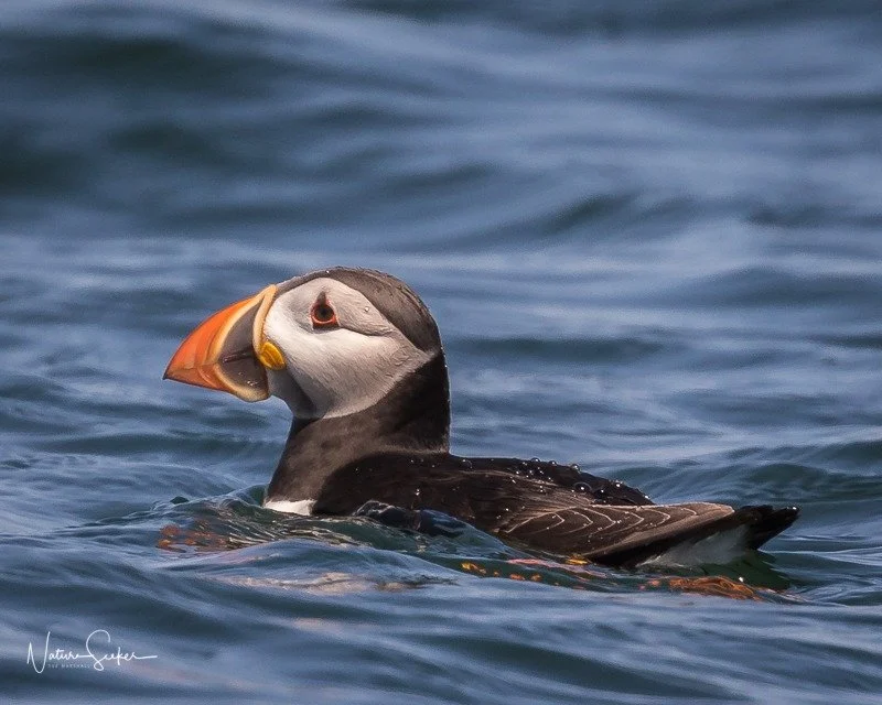 Puffin Island | Explore & Discover Today — Anglesey Boat Trips