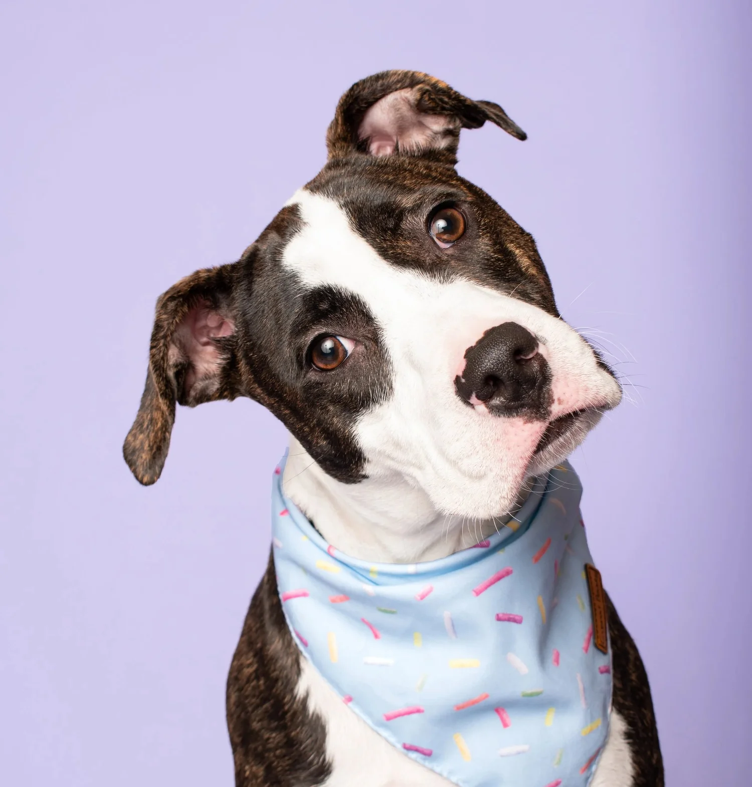 Sirius Strides Dog Training & Grooming