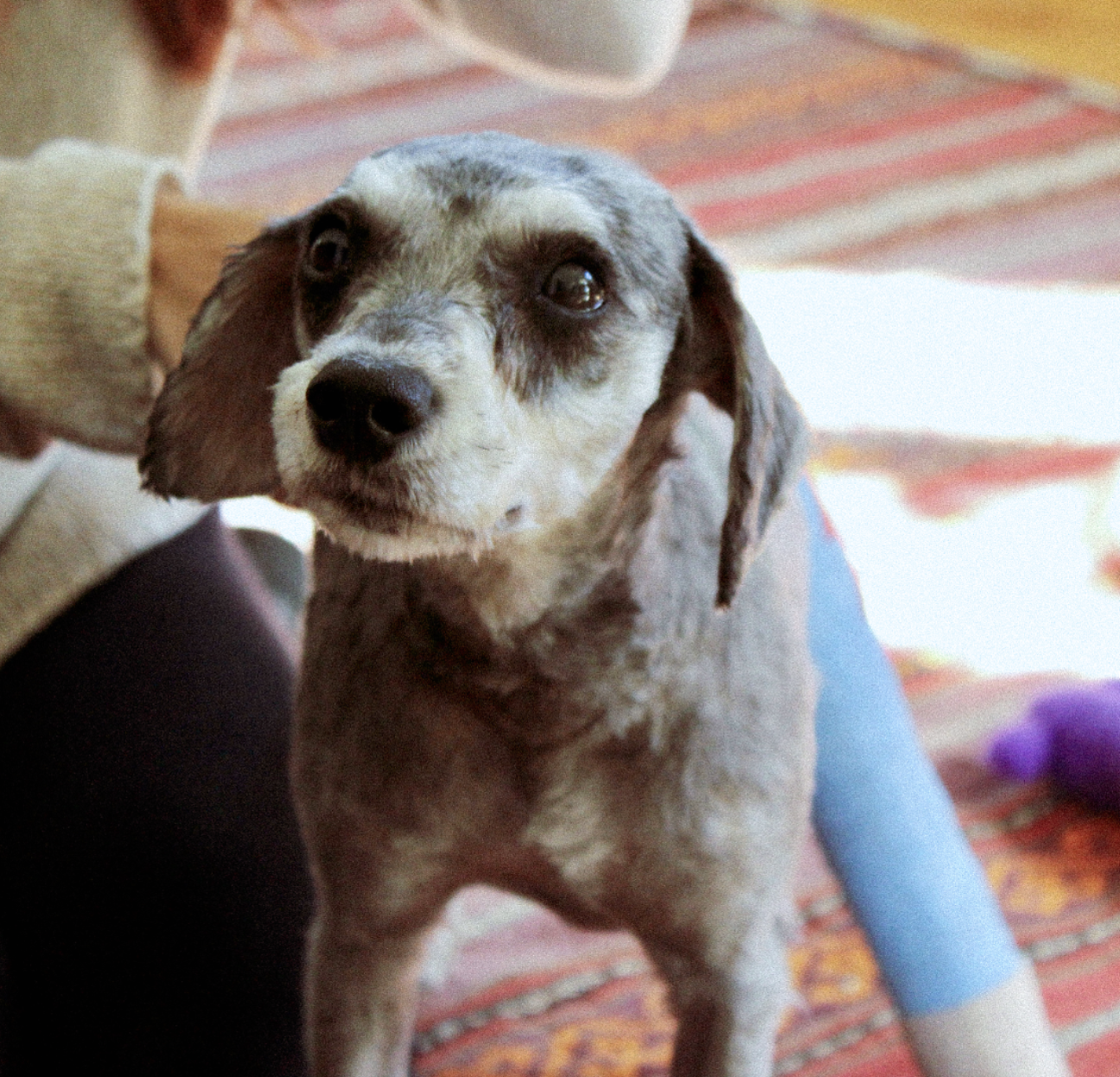 Sandy Dog Rescue
