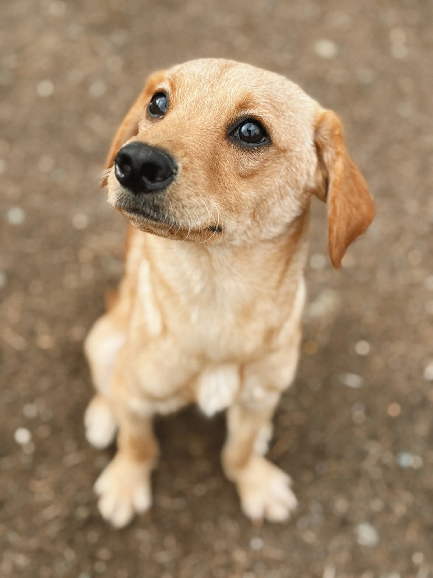 Sandy Dog Rescue