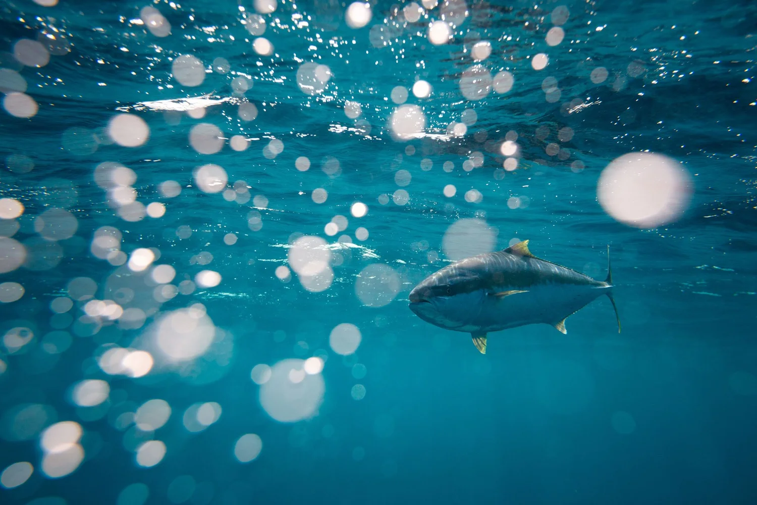 Schedule of Events — Dock Medics of Florida Kingfish Shootout