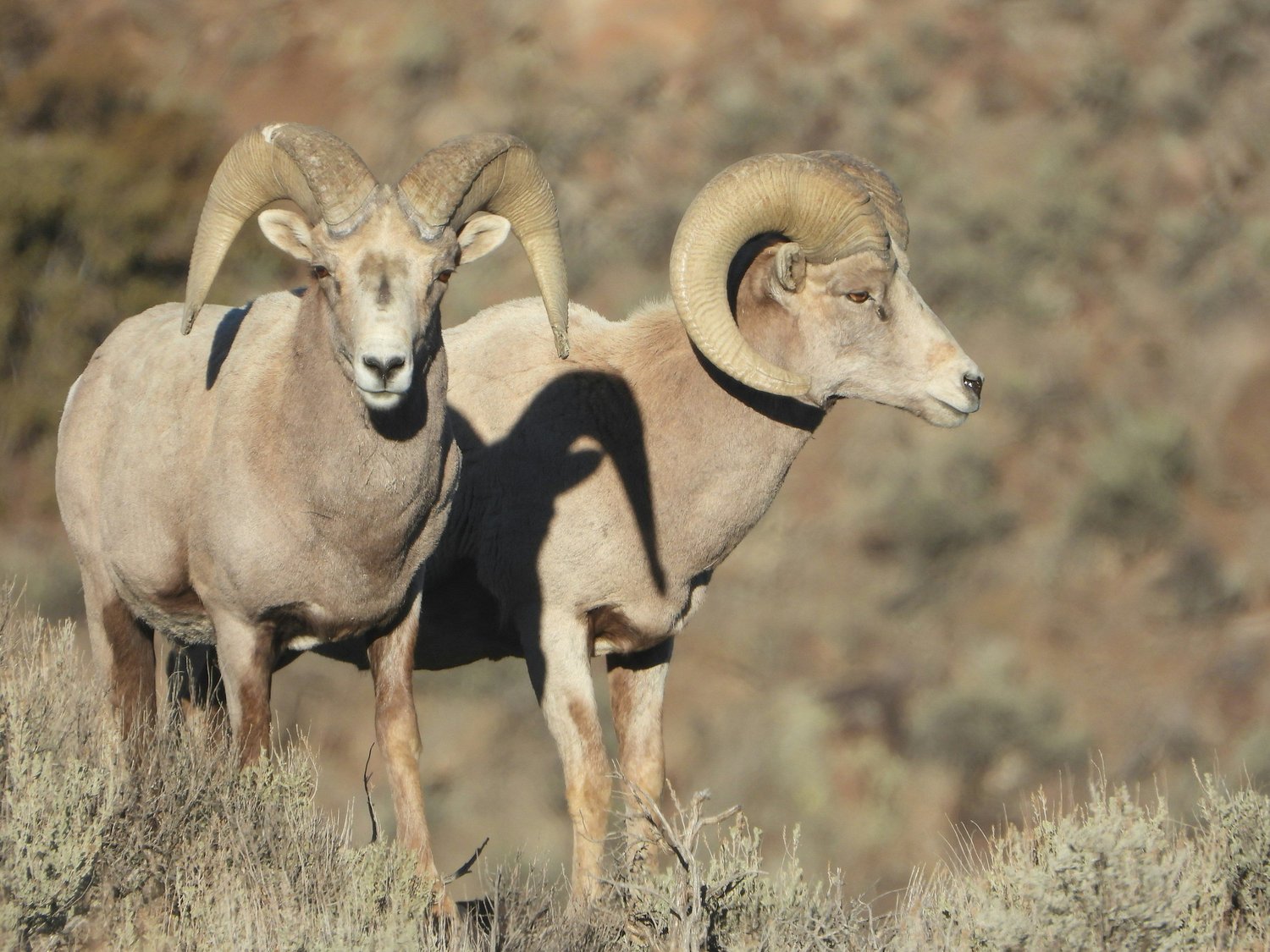 Stop the Lone Pine Canyon Quarry | Protect Our Land - Act Now