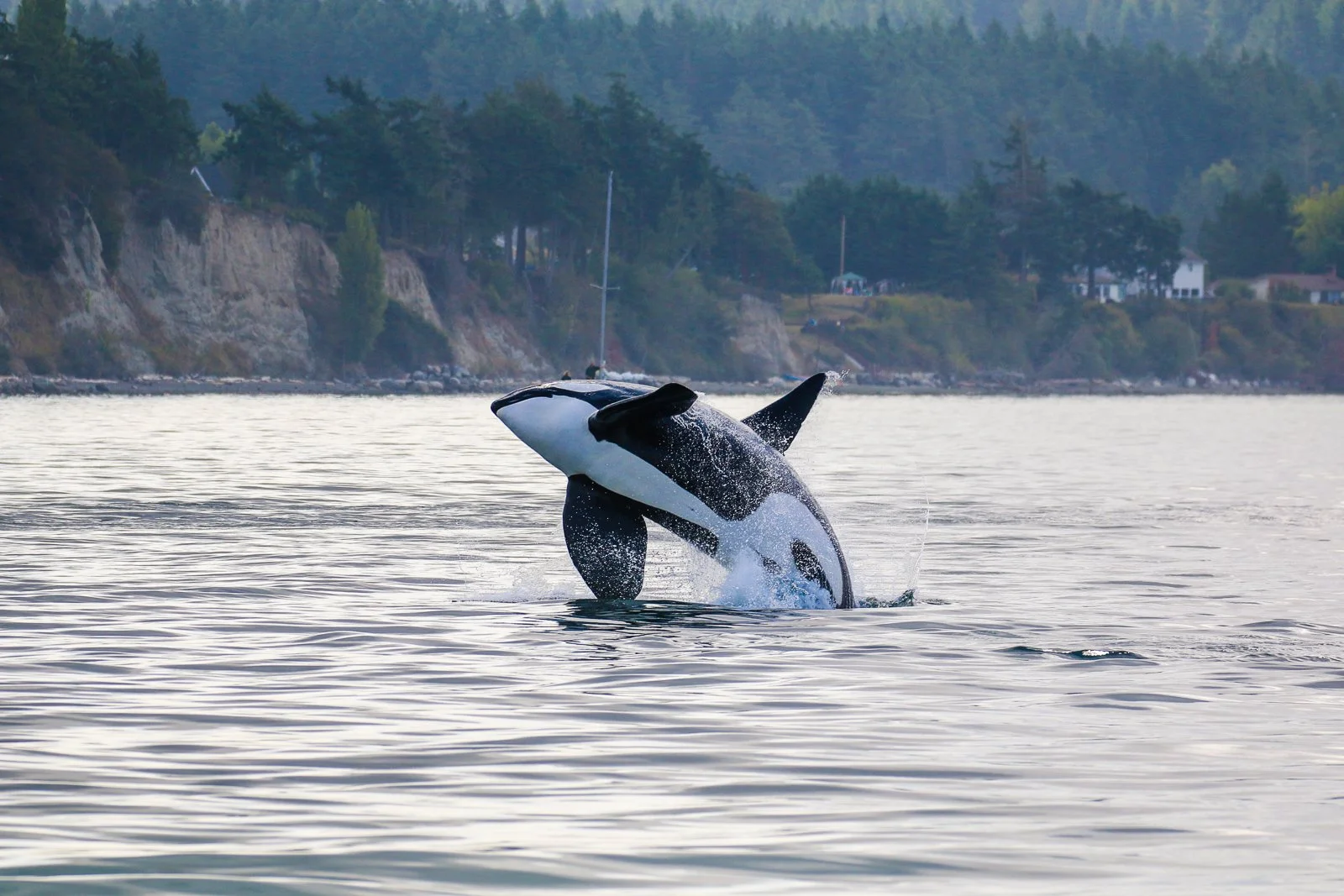 Signature Whale Watch — Island Adventures