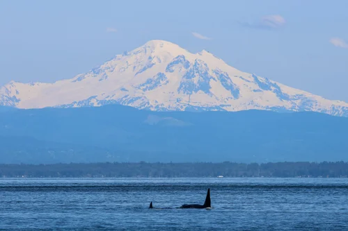 Extended Range Whale Watch — Island Adventures