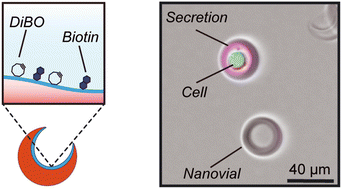 Multi-reactive Hydrogel Nanovials for Temporal Control of Secretion ...